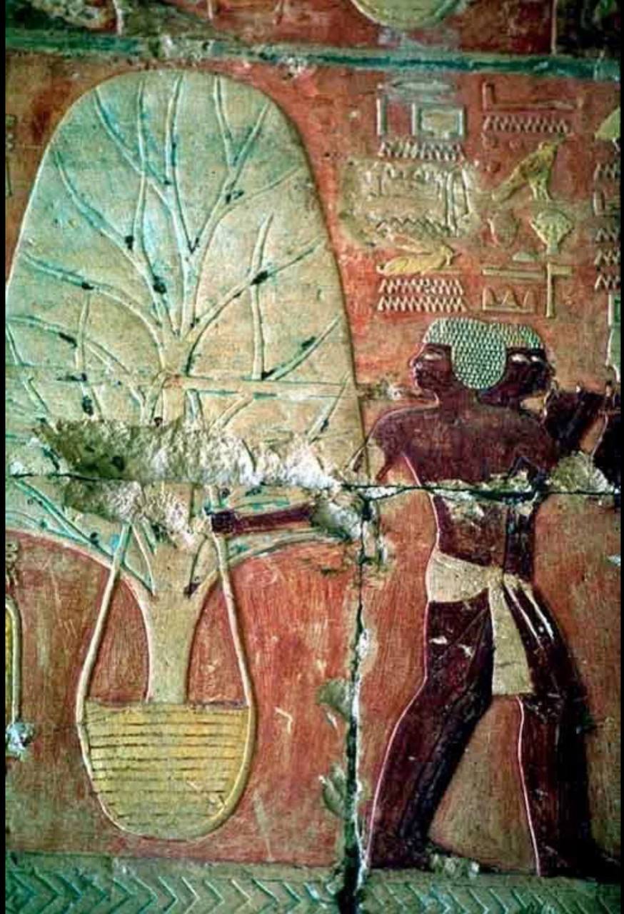 Parasites-GEMA Special Report - GEM University